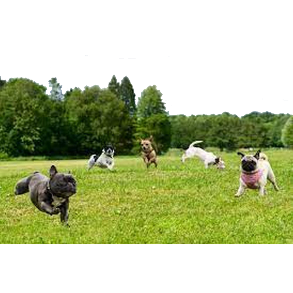 Los Parques de Perros ⋆ Arka de Noé