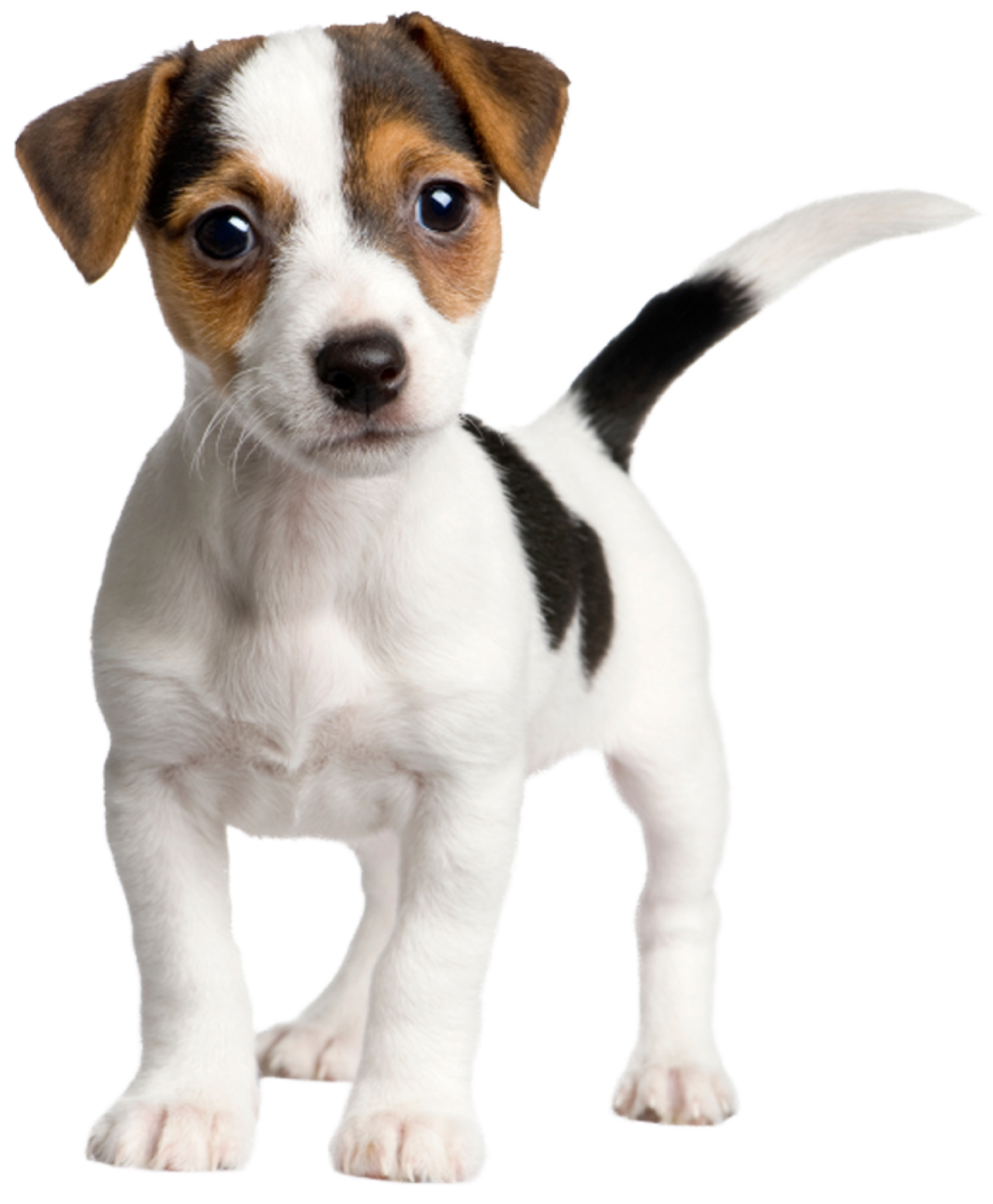 JACK RUSSELL TERRIER: Un perro enérgico ⋆ Arka de Noé